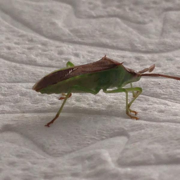 Tip Wilter / leaf foot | Project Noah