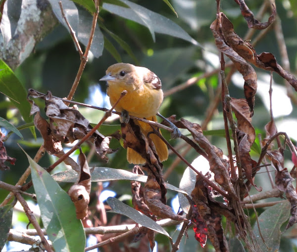 Orchard Oriole | Project Noah