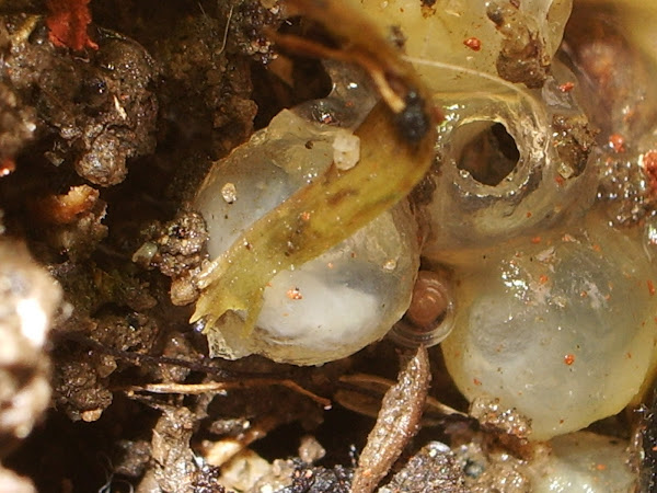 leopard slugs babies | Project Noah