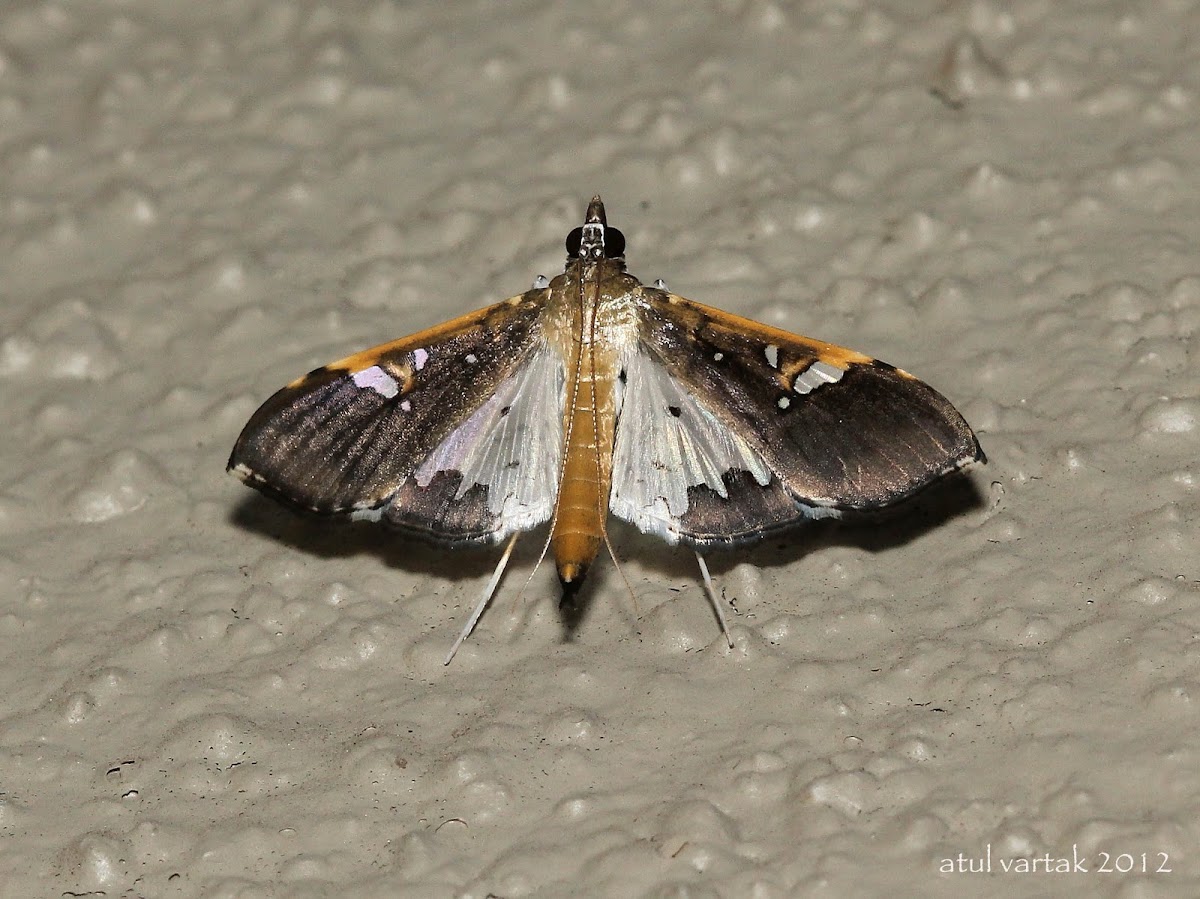 Bean Pod Borer | Project Noah