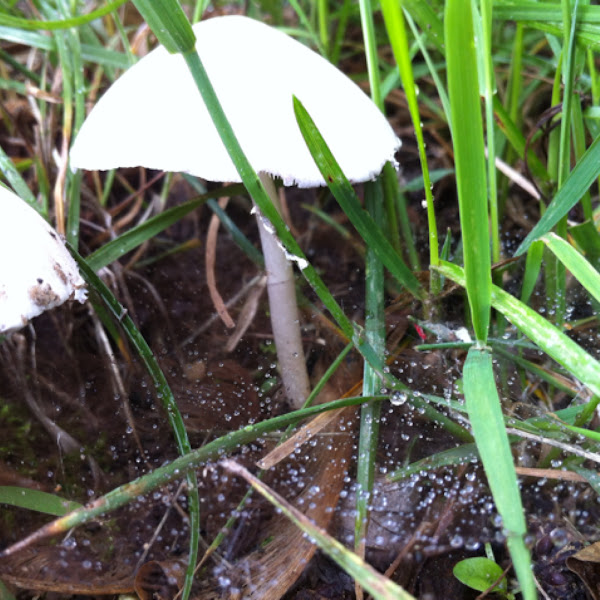 White Fibercap? | Project Noah