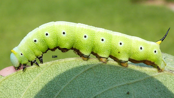 Snowberry Clearwing Moth Caterpillar | Project Noah