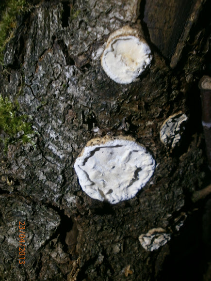 Antrodia species? | Project Noah