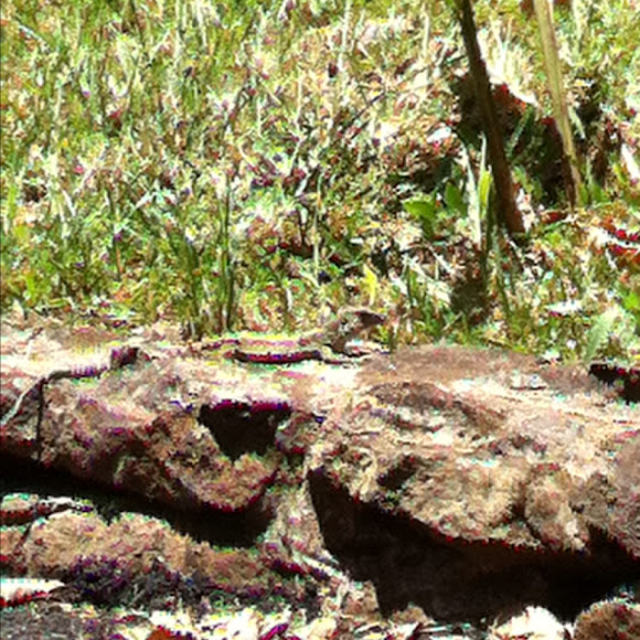 Puerto Rican Ground Lizard | Project Noah