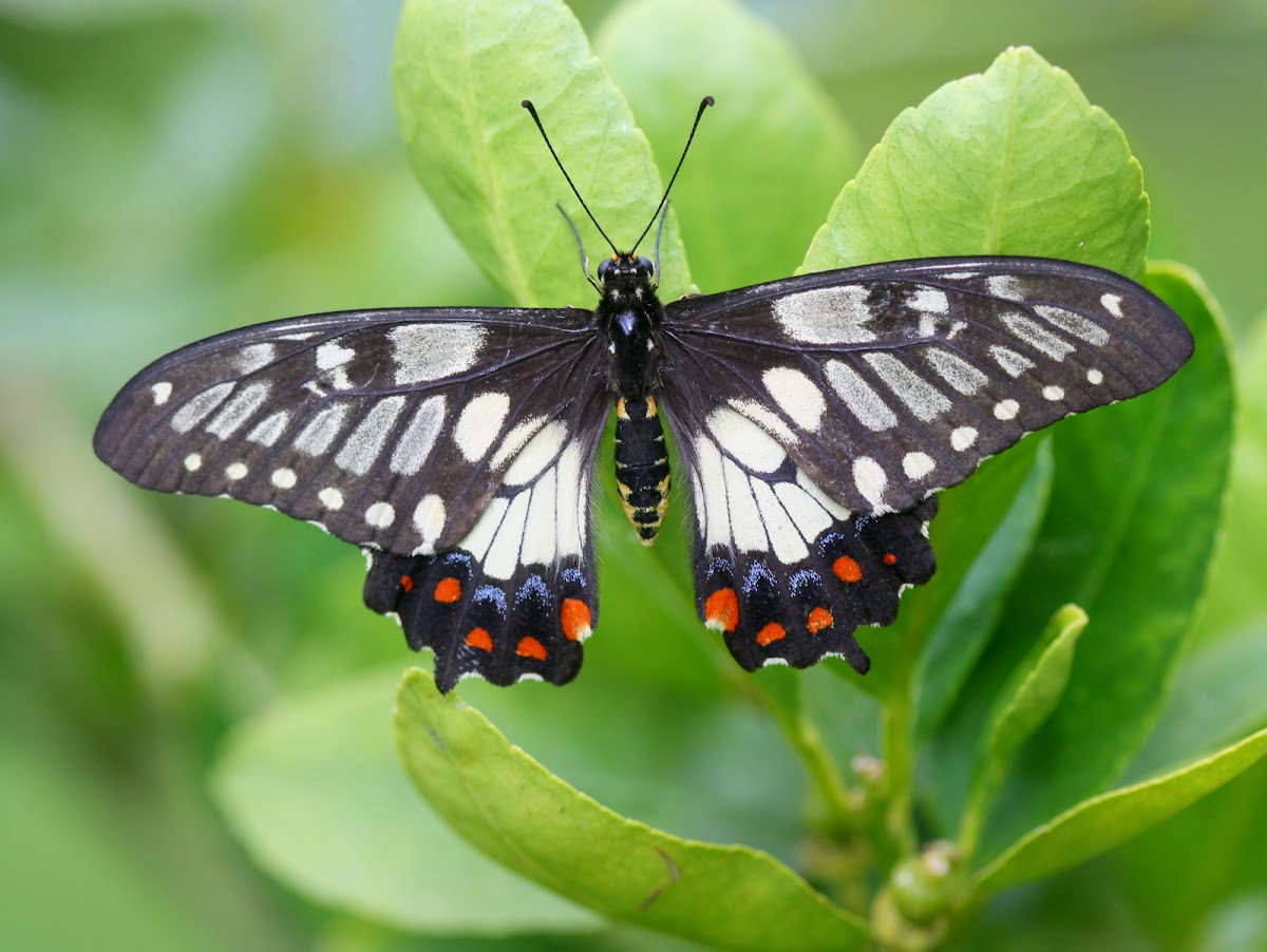 Dainty swallowtail | Project Noah