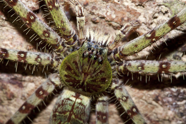 Huntsman spider | Project Noah