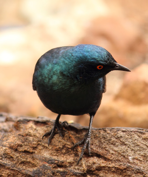 Black-bellied Starling | Project Noah