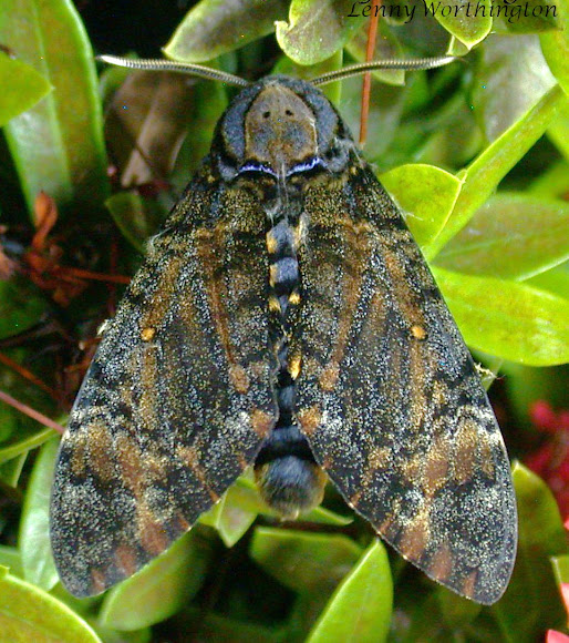 Death's Head Hawk Moth (Bee robber) | Project Noah