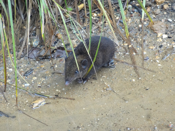 Asian house shrew | Project Noah