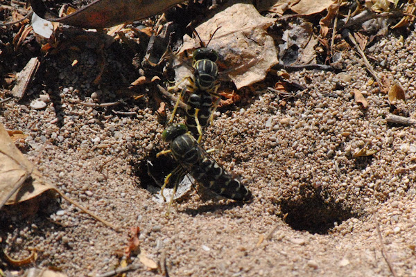 Sand Wasp | Project Noah