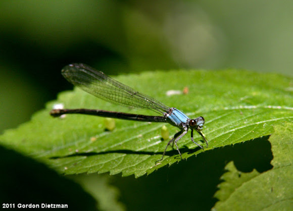 Blue-fronted Dancer Damselfly | Project Noah