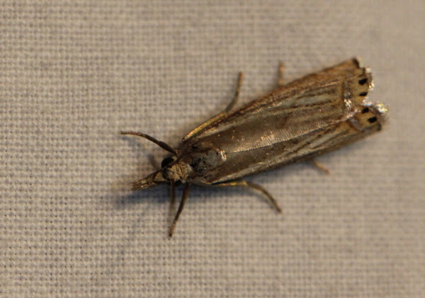 Cranberry Girdler | Project Noah