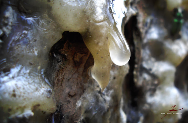 Norway Spruce, resin | Project Noah