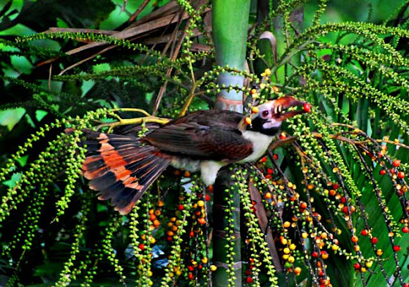 Luzon Hornbill | Project Noah