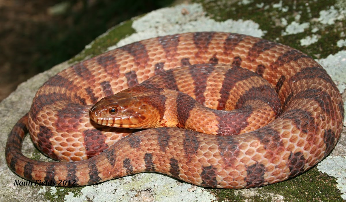 Midland Water Snake | Project Noah