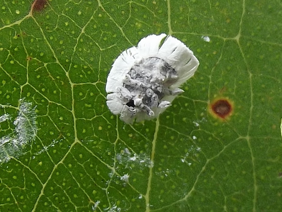 Gall forming psyllid | Project Noah