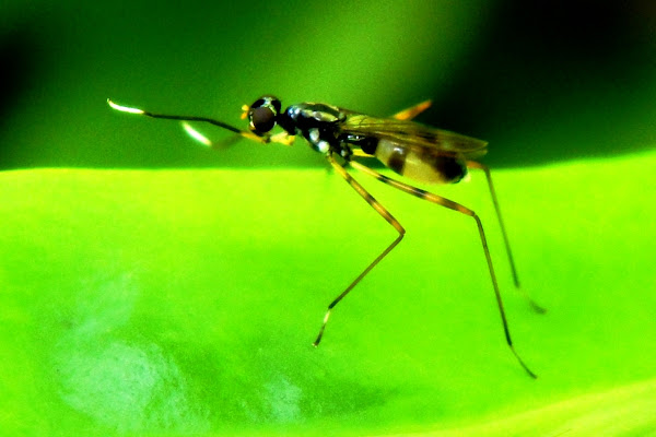 Stilt-legged fly | Project Noah