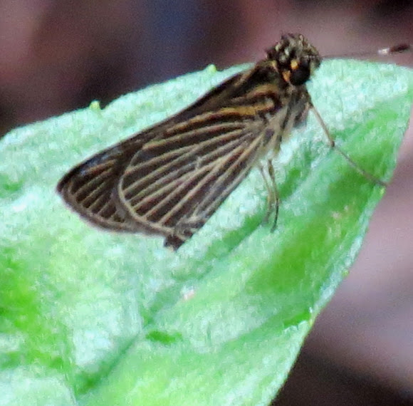 Radiant brown skipper | Project Noah