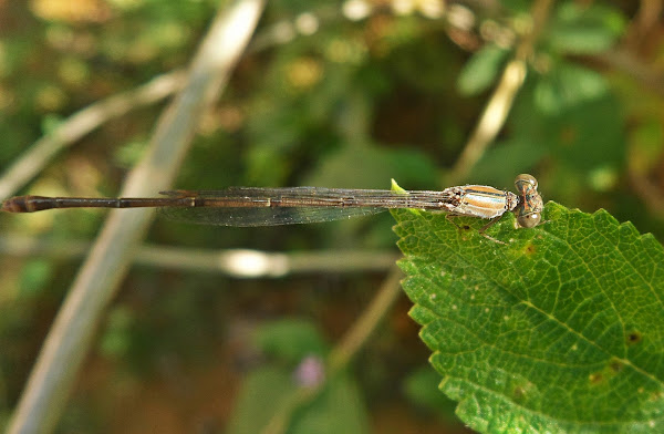 Damselfly | Project Noah