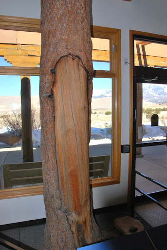 Culturally Modified Tree at Great Sand Dunes Visitor Center — Google ...