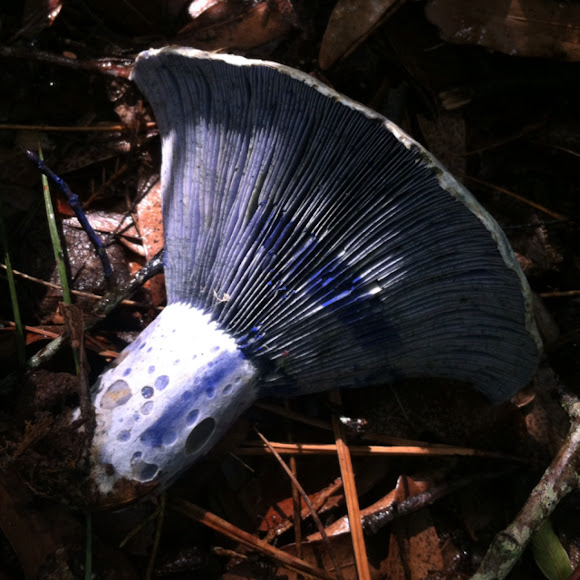 Indigo Milk Cap | Project Noah