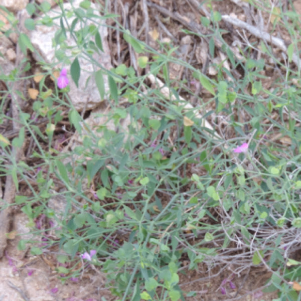 Arizona Foldwing | Project Noah