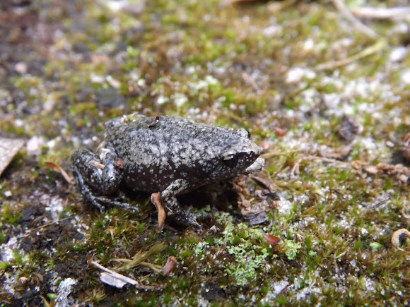 Eastern Narrowmouth Frog | Project Noah