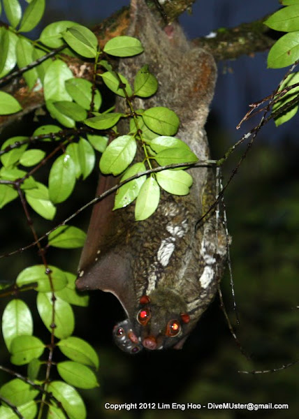 Sunda Colugo (Malayan Flying Lemur) | Project Noah