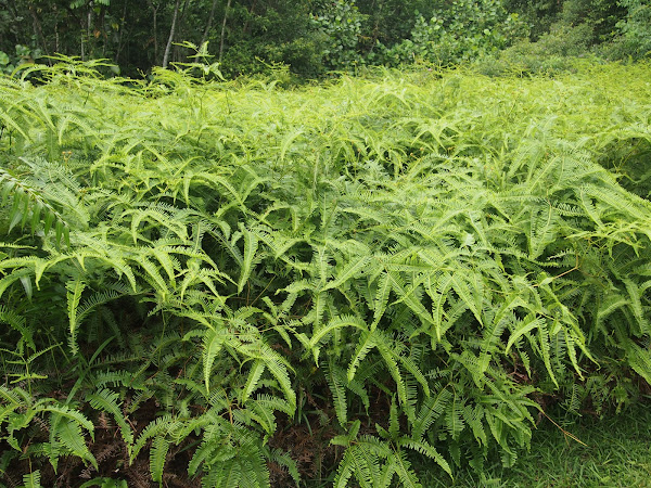 Old World forked fern | Project Noah