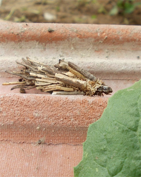 Bagworm moth | Project Noah