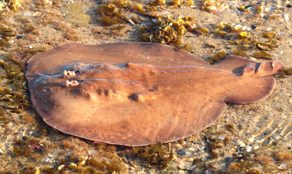 Short-tailed Electric Ray ( Numbfish ) | Project Noah