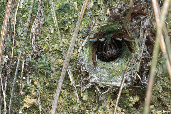 Karwar large burrowing spider | Project Noah