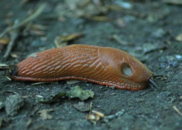 Red slug | Project Noah