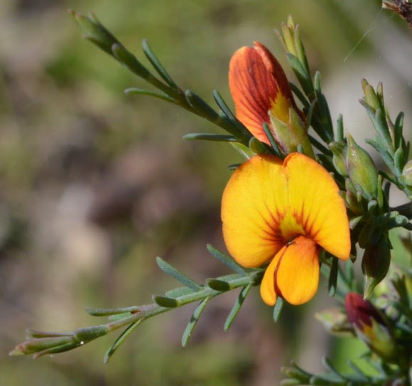 Common Eutaxia | Project Noah
