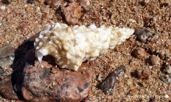 Cerith Shell | Project Noah