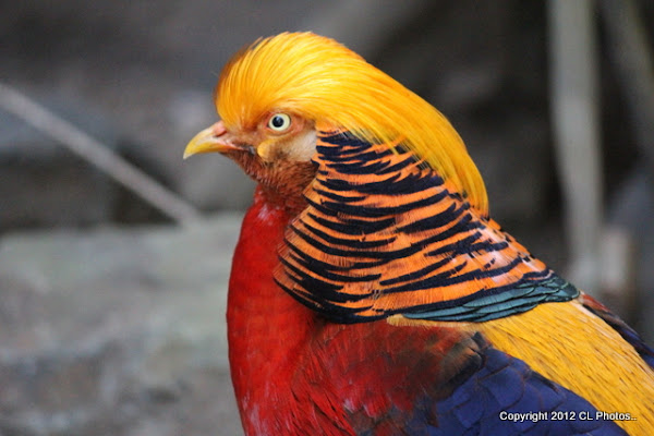 Golden Pheasant | Project Noah