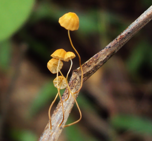 Marasmius species | Project Noah