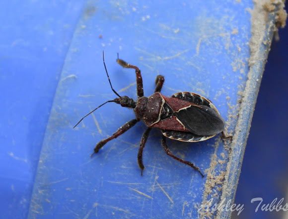 Assasin Bug | Project Noah