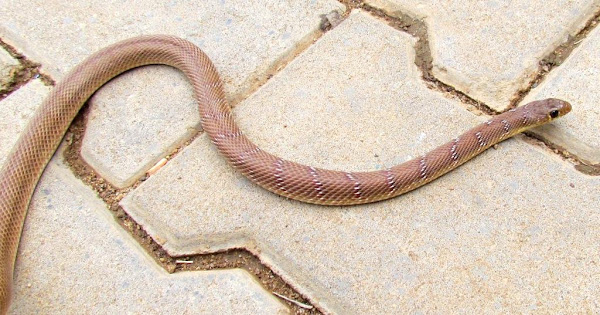 Banded Racer Snake | Project Noah