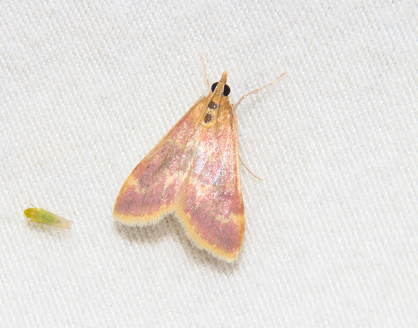 Raspberry Pyrausta - Hodges#5034 | Project Noah