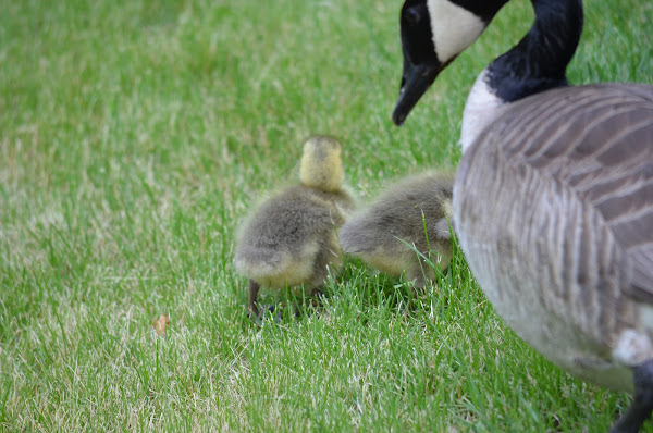 Canada Goose | Project Noah