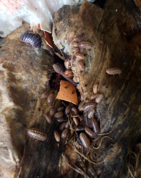 Pill Bug | Project Noah