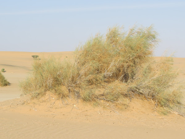 White saxaul | Project Noah