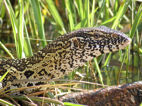 Nile Monitor Lizard | Project Noah