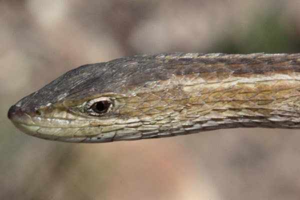 Cape Grass Lizard | Project Noah