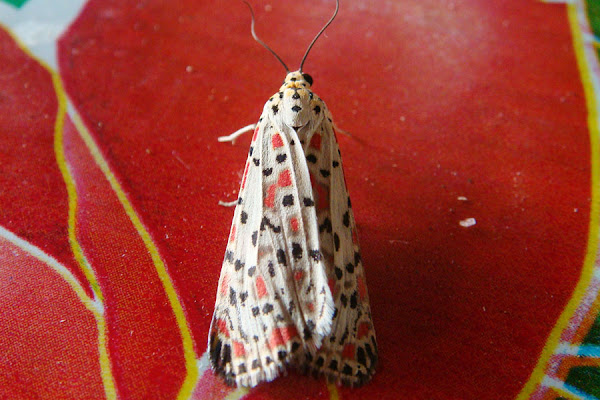 Crimson-speckled Flunkey | Project Noah