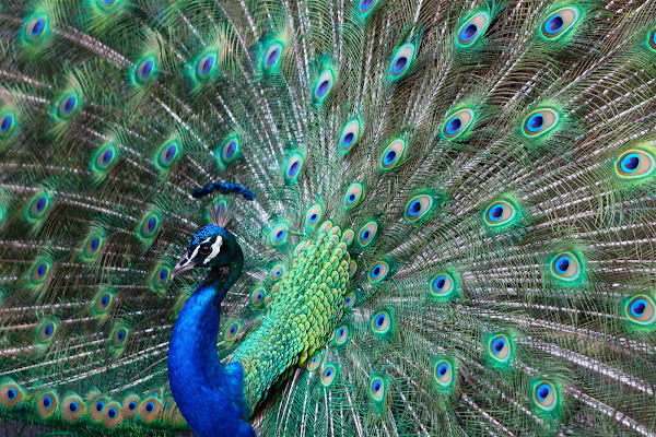 peafowl | Project Noah