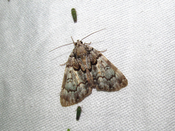 False Underwing | Project Noah