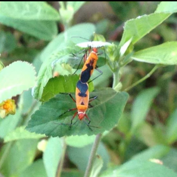 Cotton Stainer Bugs | Project Noah