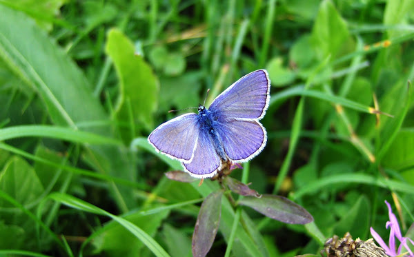 Common blue/Navadni modrin | Project Noah